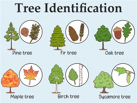Southern Trees Identification How To Identify A Tree By Its Leaves