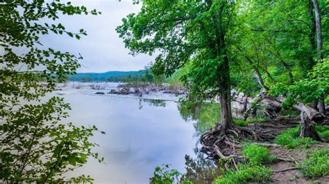 Trees On The Side Of The River With Exposed Roots Stock Photo Image Of Next Leaves
