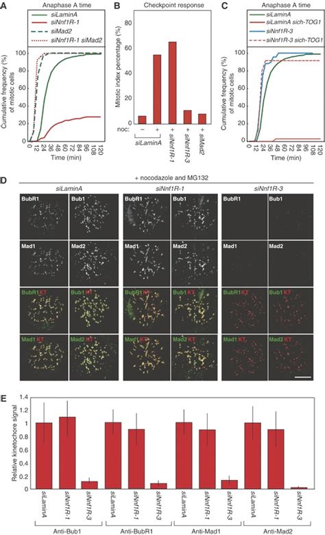 Mcm21r Depletion Causes Chromosome Misalignment Missegregation And Download Scientific Diagram