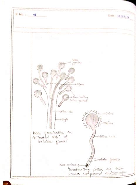 Botany Practical Pdf