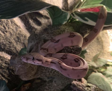Absolute Cutie Sneks