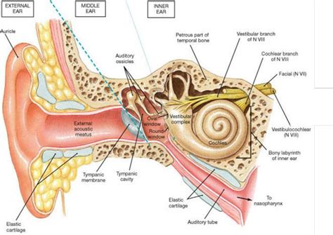 Figure 5 16 From Development Of A Mouse Model Of Cochlear Implantation Semantic Scholar