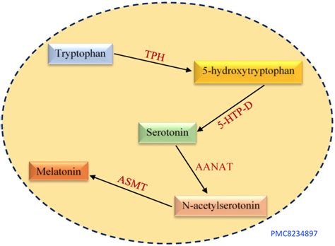 The Full Story On Tryptophan Mood Sleepwell Being Explained