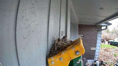 Bird Nesting Album On Imgur Bird Nesting Album On Imgur