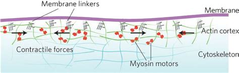 the plasma membrane purple is attached to the actin cortex green by