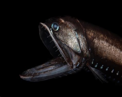 Female Angler Fish Absorbs Male