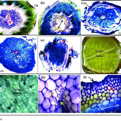 Overview Of Soybean Plant Morphology And Anatomy A Vegetative First