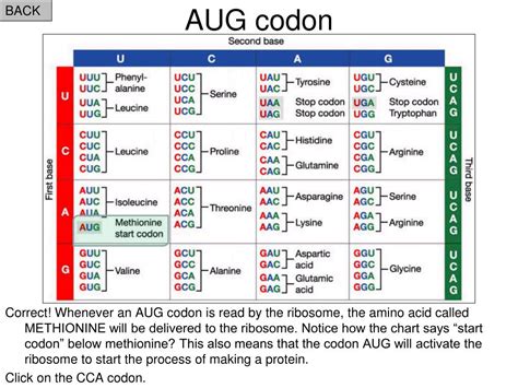 Das Codon Aug Hat Zwei Verschiedene Bedeutungen