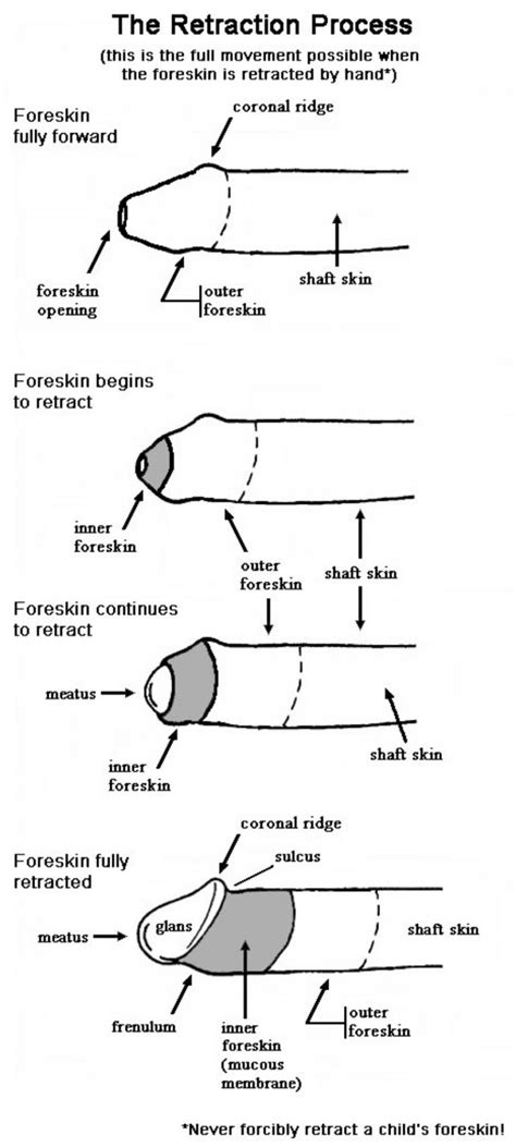 What Is Retraction Length At Debbie Apodaca Blog