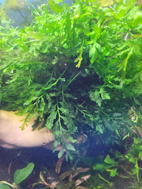 Bobitis Rain Tree Pet Supplies Homes And Other Pet Accessories On Carousell