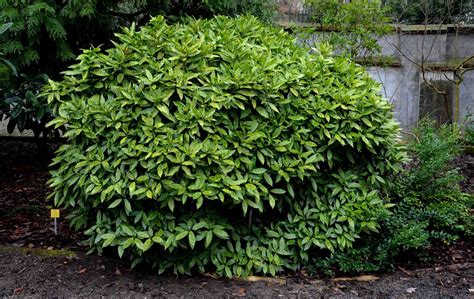 10 Shrubs To Plant This Fall With Colorful Foliage