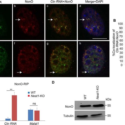 Ctn Rna Interacts With Paraspeckle Component Nono In Absence Of Intact