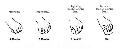 Kinesiology 262 Ofari Flashcards Lecture 17 Fine Motor