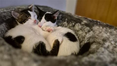 York Kittens Saved From Two Tonne Woodpile By Skip Drivers Bbc News