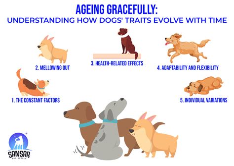 Ageing Gracefully Understanding How Dogs Traits Evolve With Time