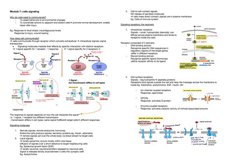 Module 7 Notes Module 7 Cells Signaling Why Do Cells Need To Communicate O To Adapt