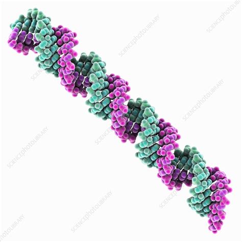 Synthetic Rna Molecular Model Stock Image C0572720 Science