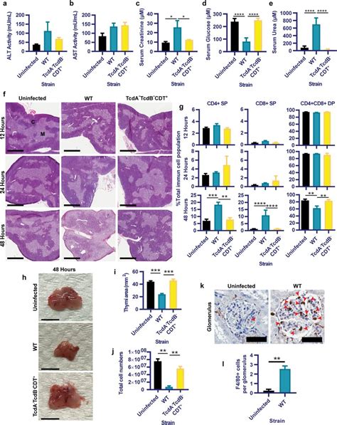 Toxigenic M7404 Wt C Difficile Infection Results In Systemic Organ Download Scientific