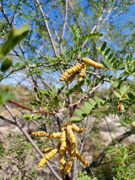 Screwbean Mesquite Prosopis Pubescens — Raindance Seeds