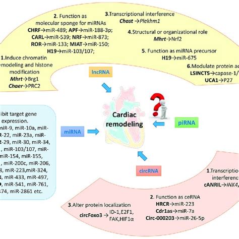 The Classification And Function Of Non Coding Rnas Download Table