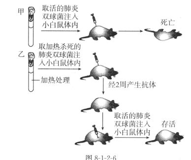为了研究免疫的发生同学们做了以下 实验步骤一取6只小白鼠做实验平均分成甲乙两组 步骤二取活的肺炎双球菌注入甲组的小白鼠体内 取