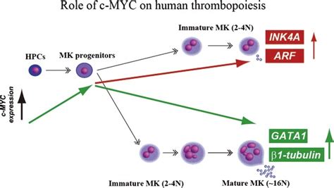 proposed model of thrombopoiesis by c myc we observed at least two