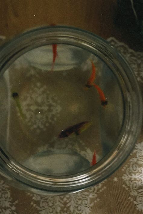 Sevval Postaci Fotografie