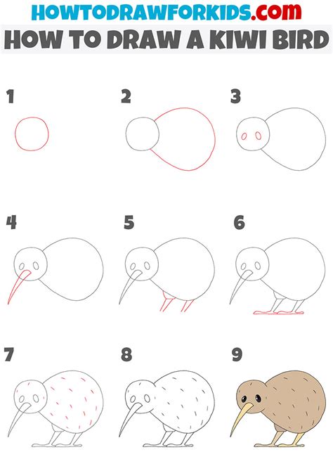 How To Draw A Kiwi Bird Easy Step By Step At Lincoln Pie Blog