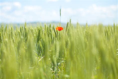 푸른 하늘 배경에 빨간색 아편 꽃입니다 와일드 필드의 붉은 양 귀 비 꽃 양 귀 비 전체 피어입니다 자연 마약입니다 매크로 아편 꽃입니다 양 귀 비 꽃입니다 필드는 양 귀