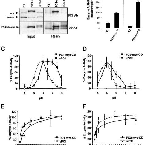 Conversion Of Proinsulin To Insulin In Pulse Chase Metabolic Labeling