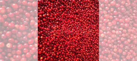 Продам бруснику купить в Боровичах Товары для дома и дачи Авито