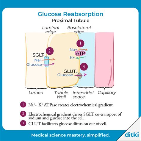 Physiology Glucose Reabsorption And Titration Curve Physiology