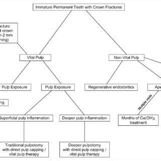Decision Making Algorithm For The Management Of Immature Permanent Download Scientific Diagram