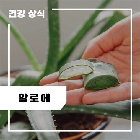 알로에 효과 및 효능 먹는법 부작용 먹는 알로에겔 네이버 블로그