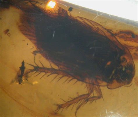 Amber Cretaceous Cockroach