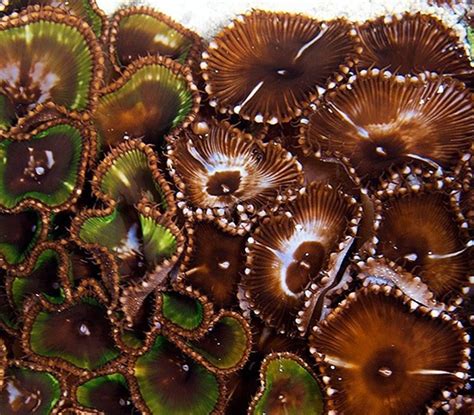 How To Identify Zoanthids At Michele Bodden Blog