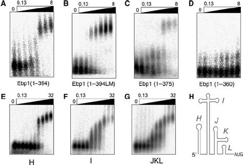The C Terminal Lys Rich Motif Of Ebp1 Binds The Fmdv Ires Rna Emsas Download Scientific