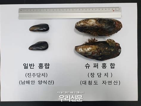 인천시 참담치슈퍼 홍합 양식기술 개발한다지성용기정의가 바로 선 독립된 언론 시사우리신문