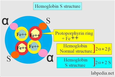 Hemoglobin Each Red By Biotech2k1 Unroll Thread We Unroll Twitter
