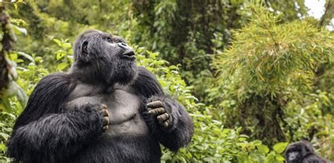 Gorilla Sex Courtship Reproduction And Gorilla Mating
