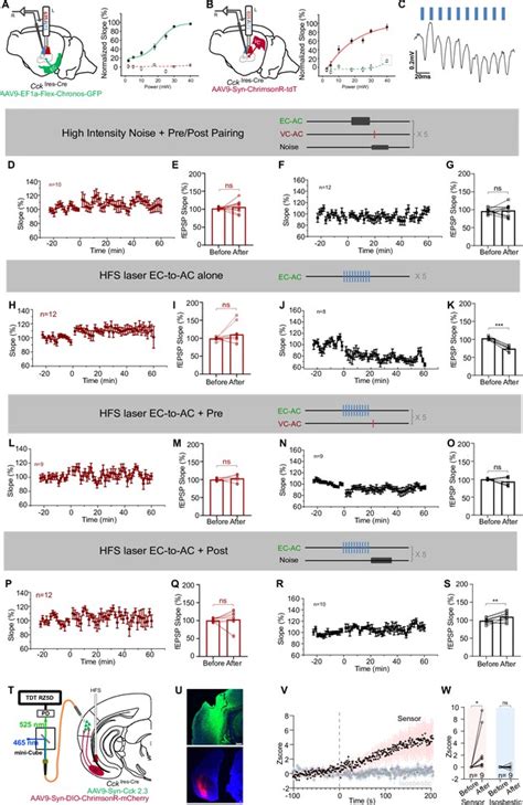 Figures And Data In Heterosynaptic Plasticity Of The Visuo Auditory Projection Requires