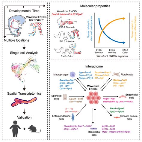 Identification Of Signaling Pathways That Specify A Subset Of Migrating Enteric Neural Crest
