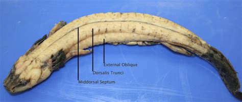 Comparative Anatomy Atlas