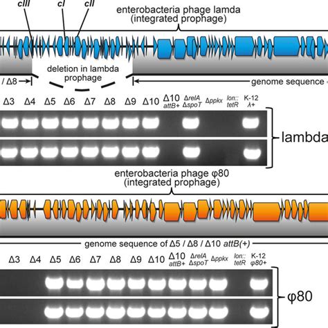 Lambda And 80 Infection Of Strains From Our Previous Studies A The