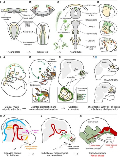 insights into the complexity of craniofacial development from a
