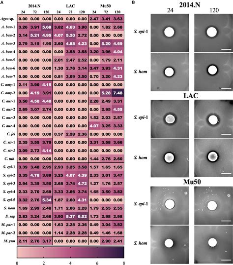 Frontiers Antimicrobial Activity Of Clinically Isolated Bacterial