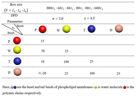 Interaction Of Macromolecular Chain With Phospholipid Membranes In