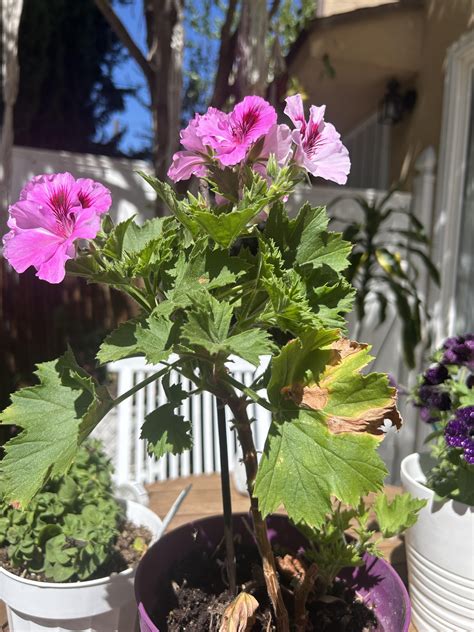 Is This Fertilizer Burn Rplantclinic