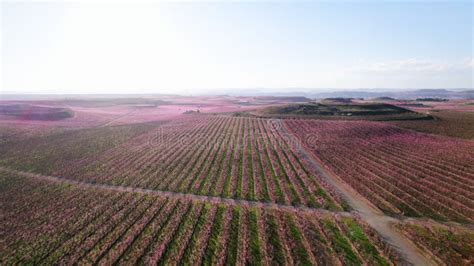 Drone Shot Of Peach And Cherry Trees Blossom Stock Video Video Of