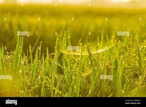 The Rice Grain Grasses With Morning Water Drops Rice Grain Grass Stock
